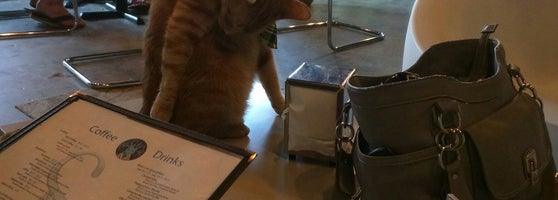 Blue Cat Cafe (Now Closed) - East Cesar Chavez - Austin, TX