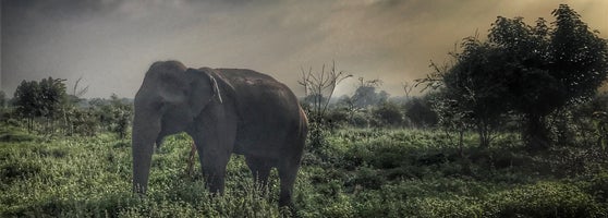 Udawalawa National Forest Reserve - 17 tips from 665 visitors