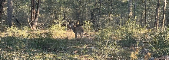 Buescher State Park - Campground