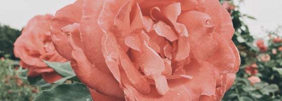 Exposition Park Rose Garden - South LA - 3990 Menlo Ave