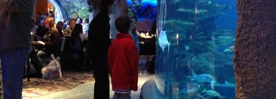 Aquarium Restaurant - 59 tips from 3180 visitors