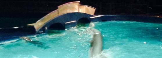 Dolfinarium - Aquarium
