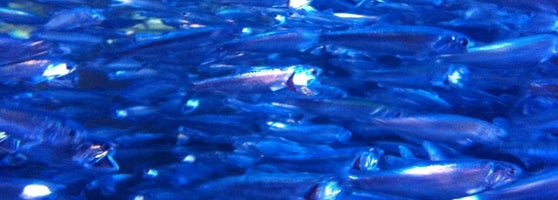 Aquarium of the Bay - Fishermans Wharf - 104 tips