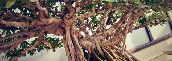 United States National Arboretum - National Arboretum - 61 tips