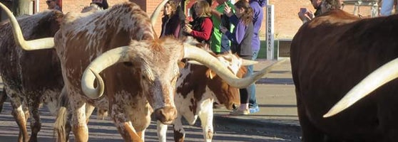 Stockyard Cattle Drive - 18 tips