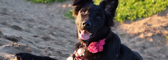 Fort Funston - Park in Lakeshore