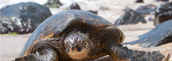 Turtle Bay Beach - 57-091 Kamehameha Hwy