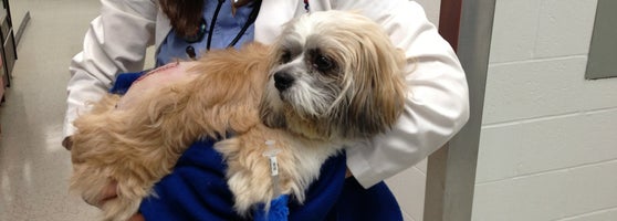 Ryan Veterinary Hospital of the University of Pennsylvania - University ...