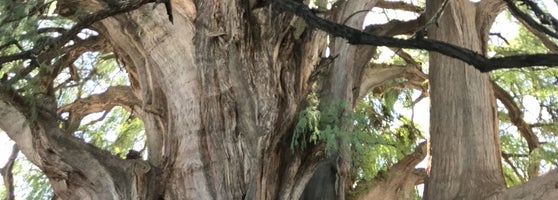 Árbol del Tule - Tree