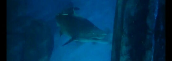 Sea Life London Aquarium - Waterloo - 129 tips