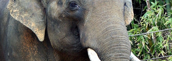 Perth Zoo - 54 tips from 2249 visitors