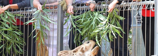 Perth Zoo - 54 tips from 2249 visitors