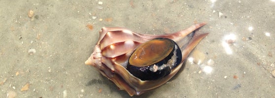 Little Talbot Island Beach - Beach in Northside