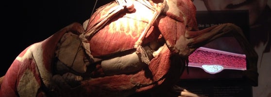 Body Worlds: The Original Exhibition - Exhibit in Theater District