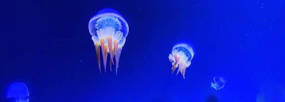 Sea Life London Aquarium - Waterloo - 128 tips