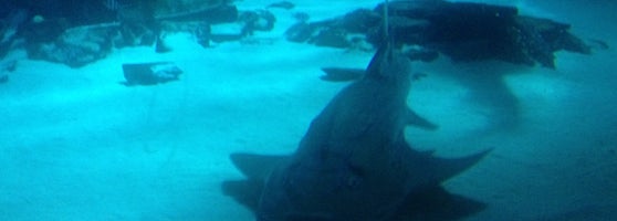 Sea Life London Aquarium - Waterloo - 130 tips