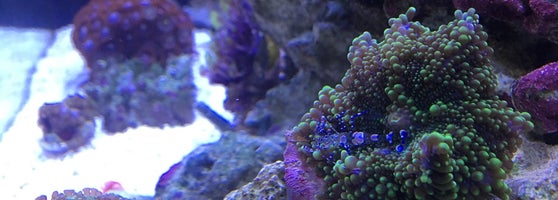 T&T Fish & Reef - Pet Supplies Store