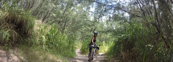 Virginia Key MTB Trails - Hiking Trail in Miami
