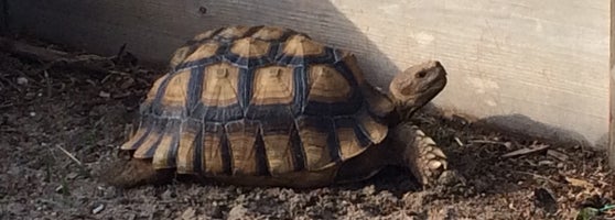 Surfin' Turtle Ice Cream Shop - 9 tips