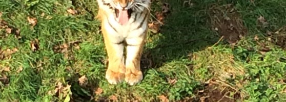 Yorkshire Wildlife Park - Zoo in Doncaster