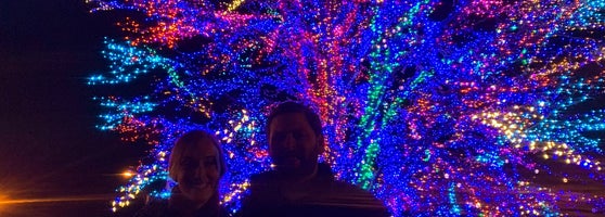 The Magic Tree - Other Great Outdoors in Village of Cherry Hill