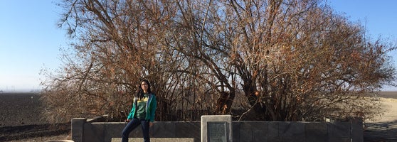 Buttonwilllow Tree Historic Marker - 501-599 Buttonwillow Dr