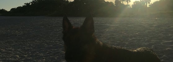 Fort De Soto Dog Beach - 15 tips