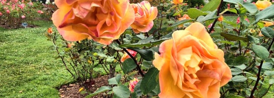 Woodland Park Rose Garden - Garden in Seattle