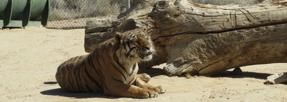 Exotic Feline Breeding Compound's Feline Conservation Center - 3718 ...