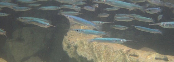 Kayangan Lake - Coron Island