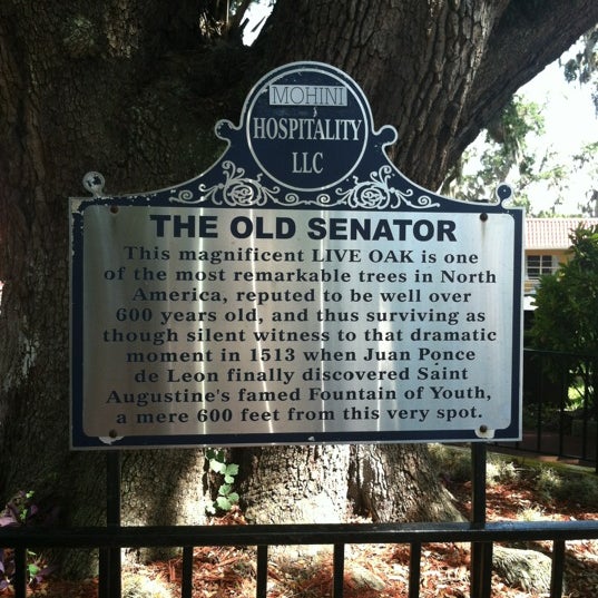 Photos at The Old Senator Tree - Tree