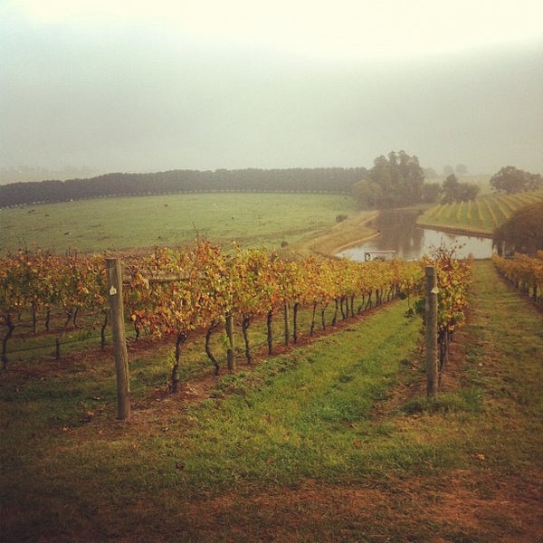 Coldstream Hills Winery - Vineyard