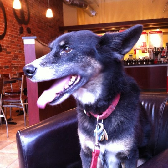Photos at Java Moose Coffee House - Saint John, NB