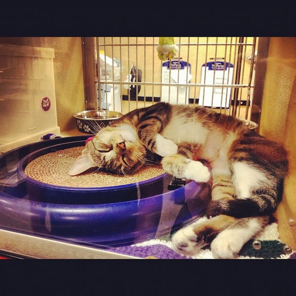 PetSmart - 2 tips from 357 visitors