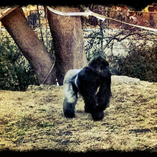 Jungle of the Apes - STL Zoo