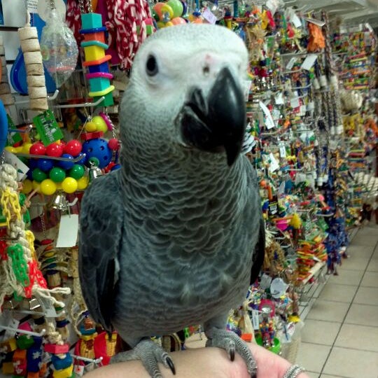 Photos at Omar's Exotic Birds - Pet Store