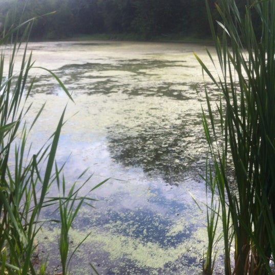 Bacon Swamp - Indianapolis, IN