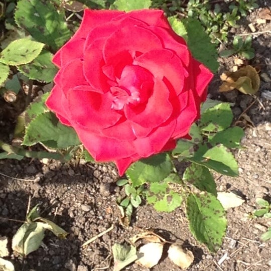Maplewood Rose Garden - Garden