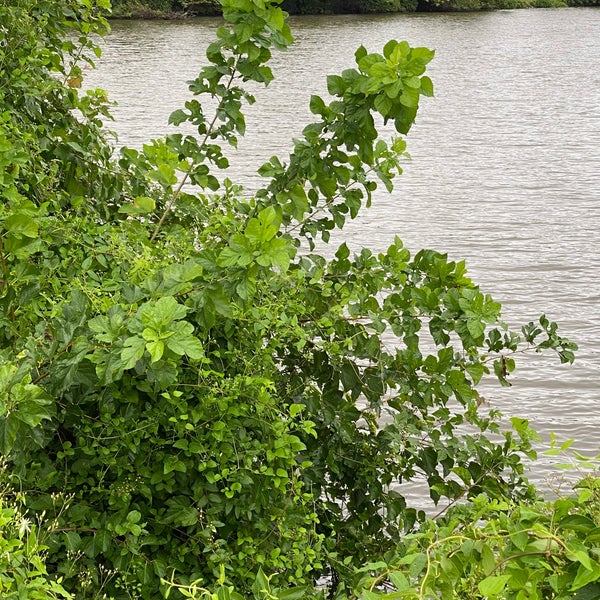 Daingerfield Island - Alexandria, VA