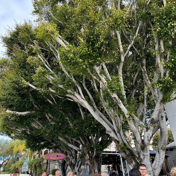 Fig Tree Cafe - Pacific Beach - 53 tips from 1808 visitors