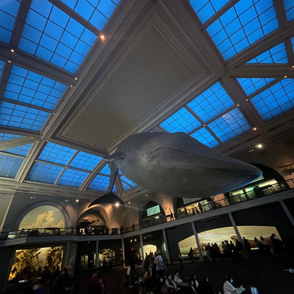 Museum Of Natural History Ocean Life