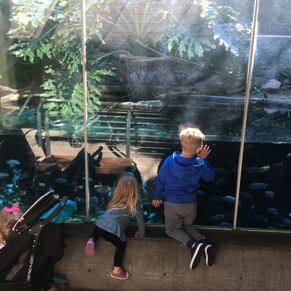 Pygmy Hippo & Slender-Snouted Crocodile - Zoo Exhibit in San Diego