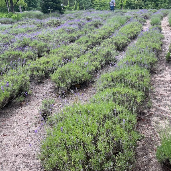 Cape Cod Lavender Farm - Weston Woods Rd