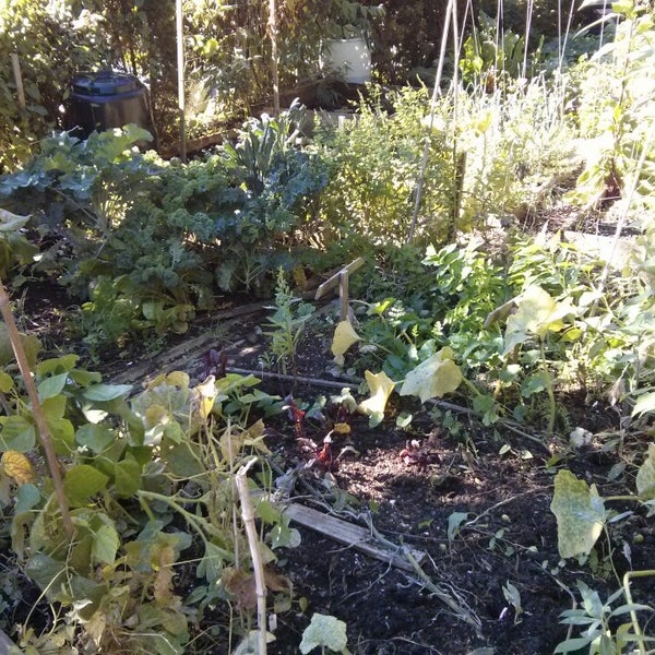 Cottonwood Community Garden - Garden in Strathcona