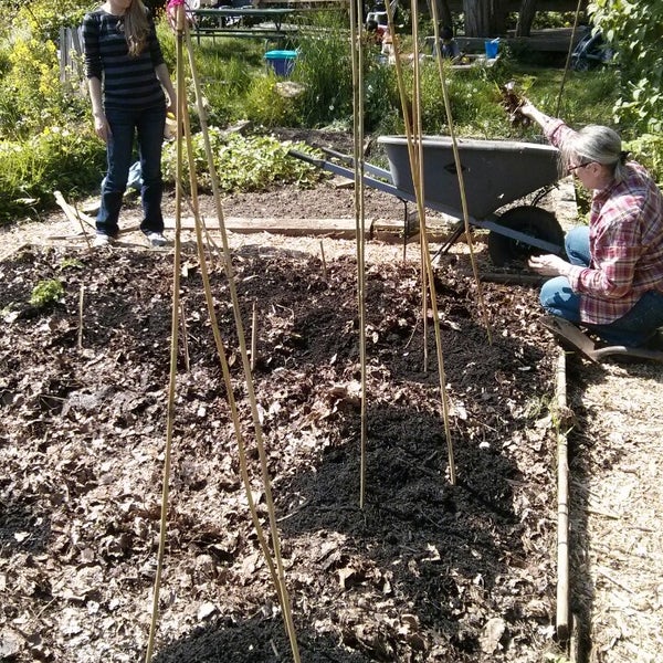 Cottonwood Community Garden - Garden in Strathcona