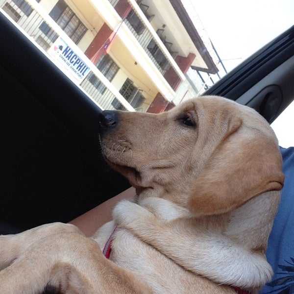 Animal Saver Veterinary Clinic (ASVC) - 22 visitors