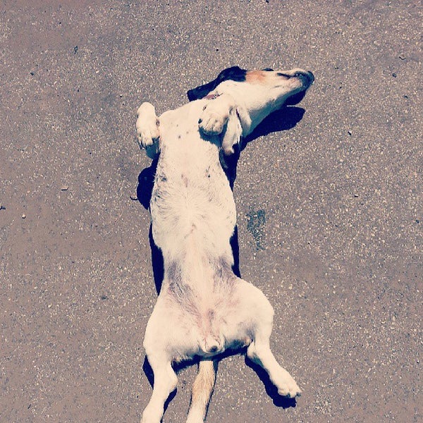 Grant Bark Park - Dog Run in Chicago