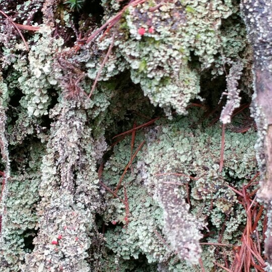 Kent Bog State Nature Preserve - Nature Preserve in Kent