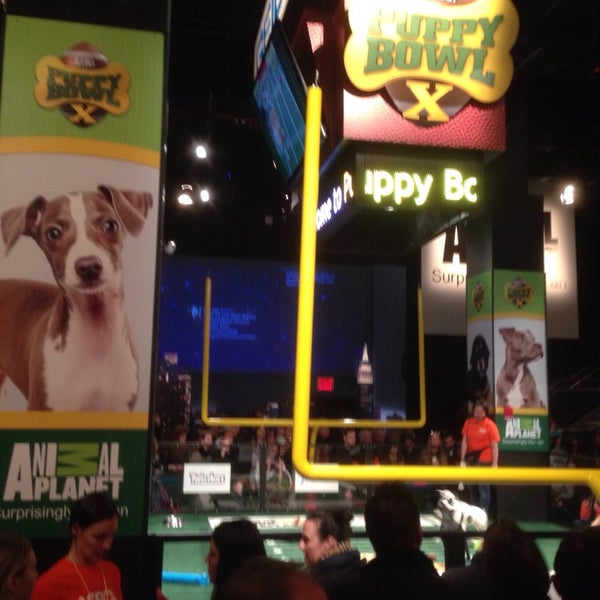 Puppy Bowl at the Geico Stadium (Now Closed) - Theater District - New ...