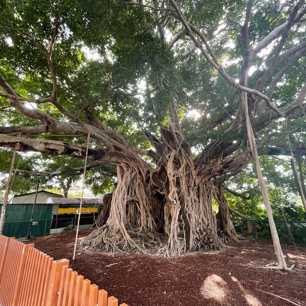 Kam Tin Tree House 錦田樹屋